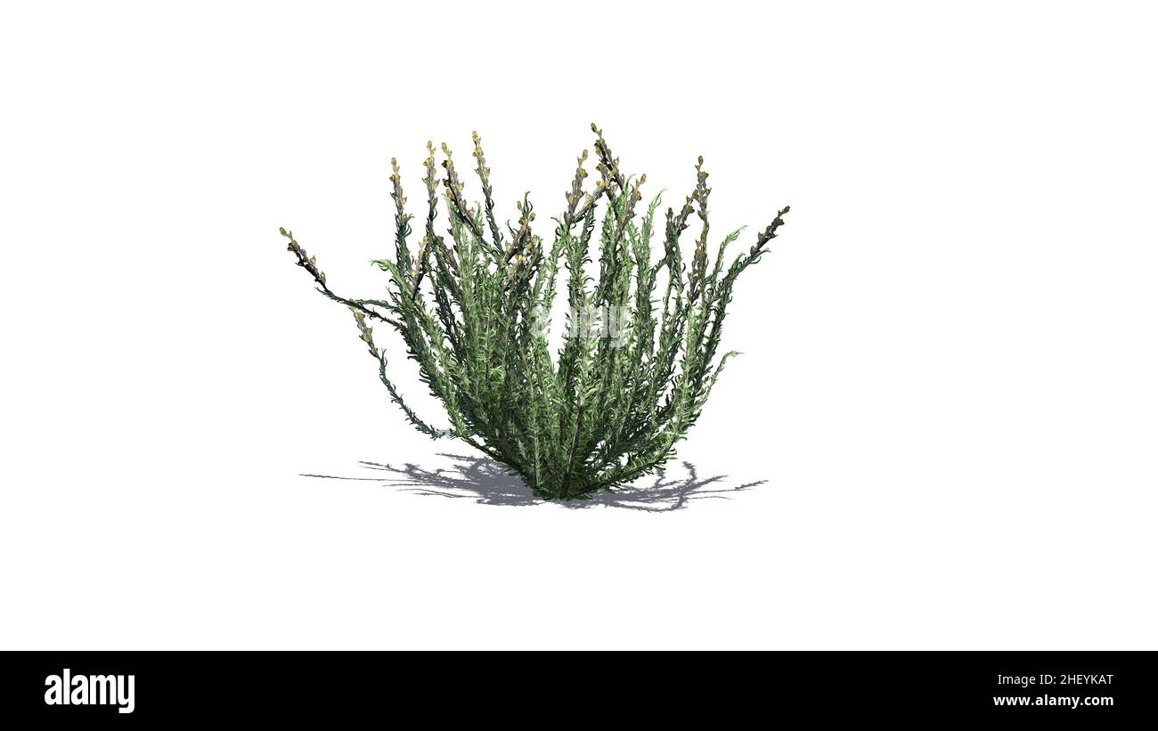 Sagebrush bush with shadow on the floor - isolated on white background ...