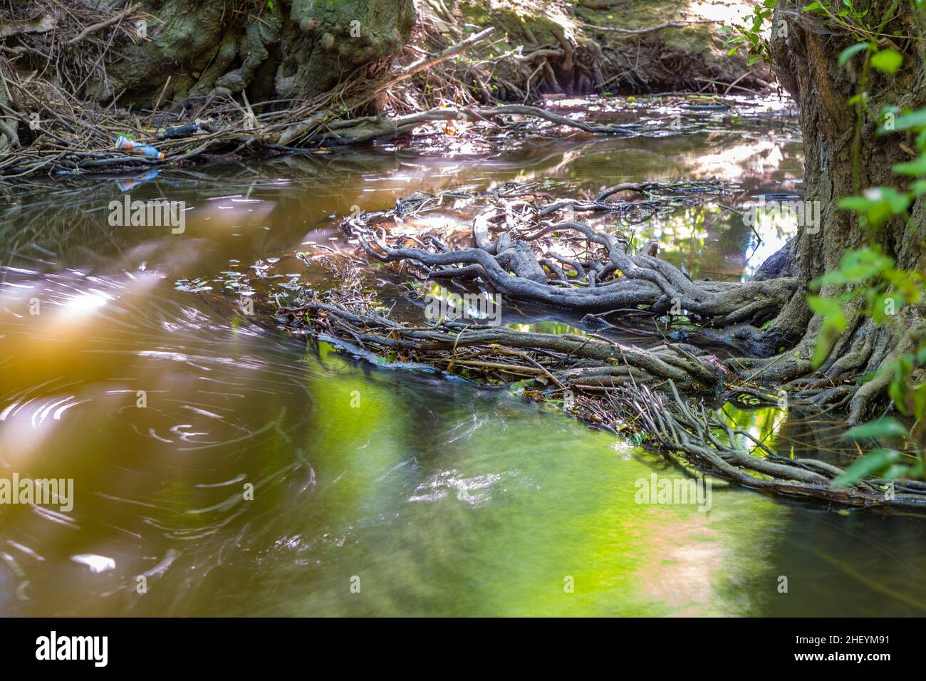 polluted small creek surrounded by green trees with sunbeams Stock ...
