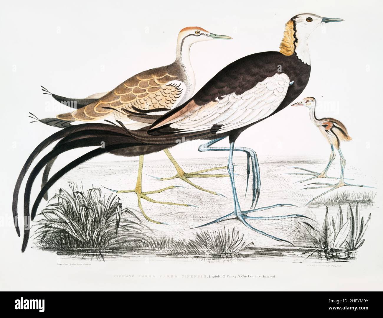 Parra sinensis hi-res stock photography and images - Alamy