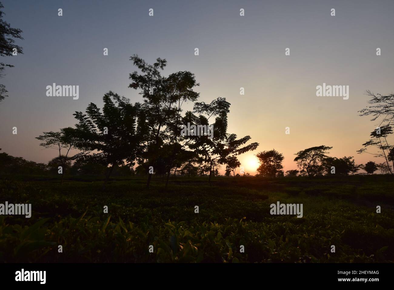Sunset at tea garden of the Dooars. West Bengal. India Stock Photo - Alamy