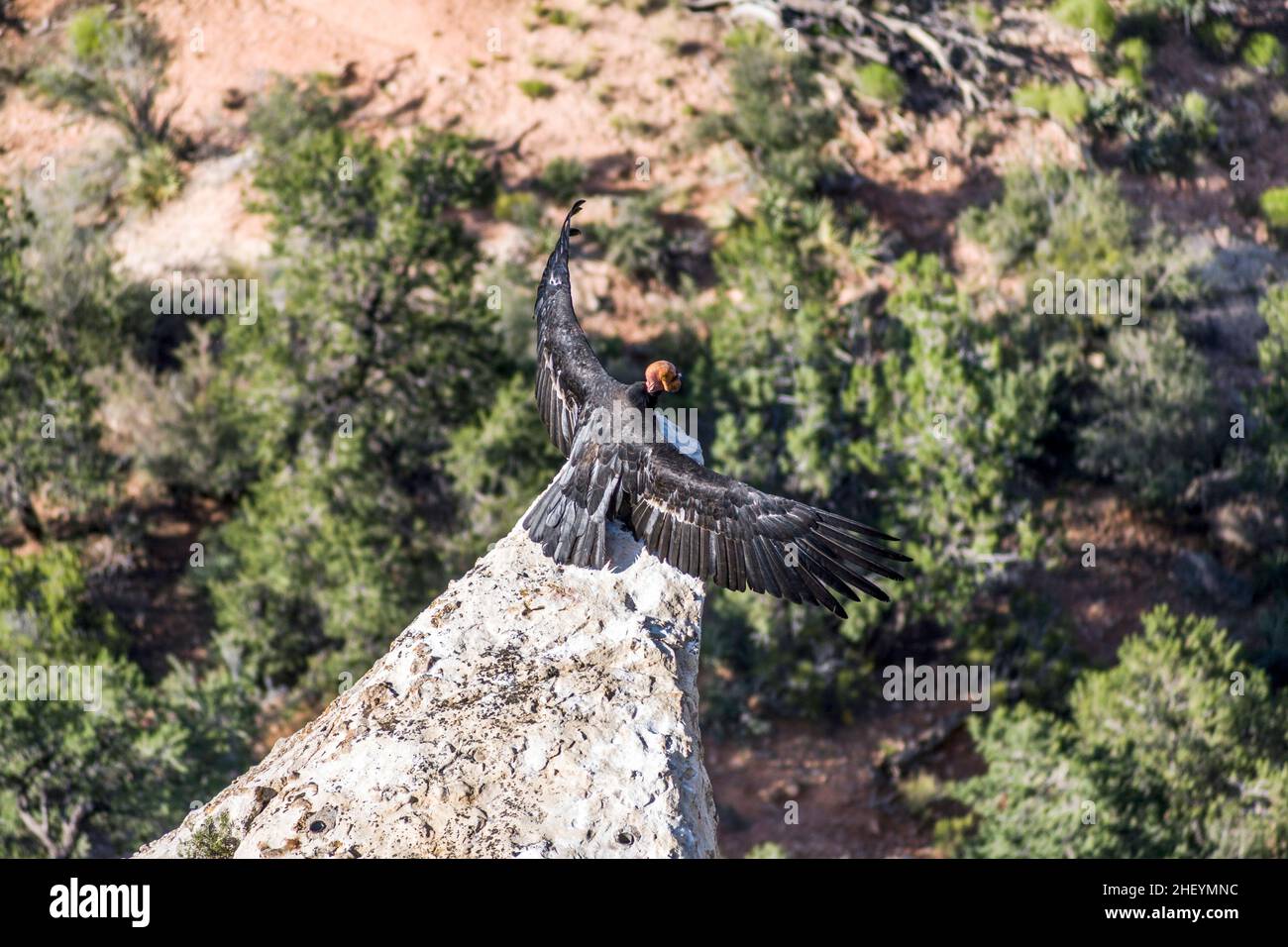 vulture in the Great Canyon near Maricopa Point, they carry a homing ...