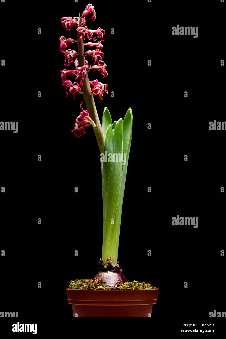 Withered flower isolated hi-res stock photography and images - Alamy