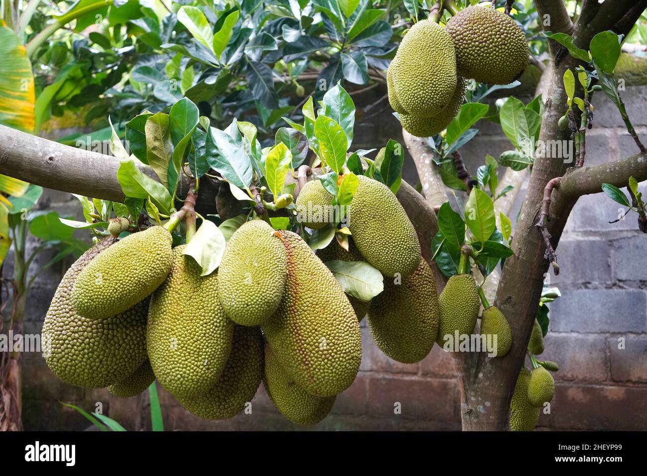 The jackfruit (Artocarpus heterophyllus), also known as jack tree, is a ...