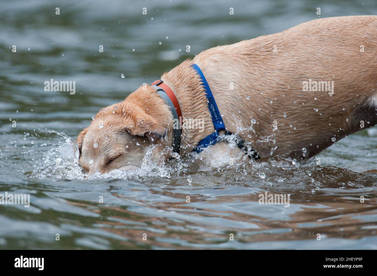 Shelter dog playing in a stream Stock Photo - Alamy