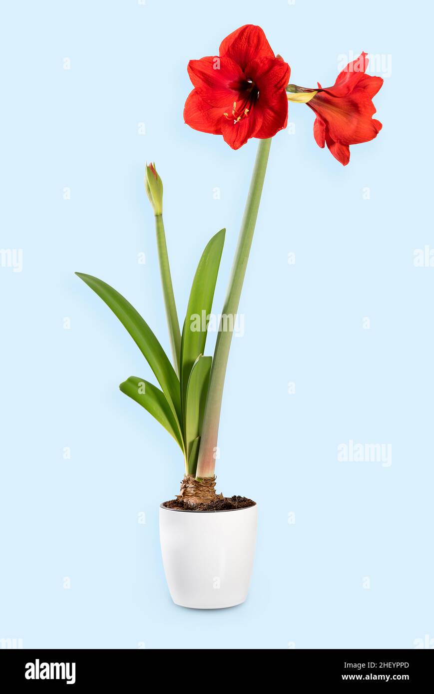 Blue Amaryllis Flower