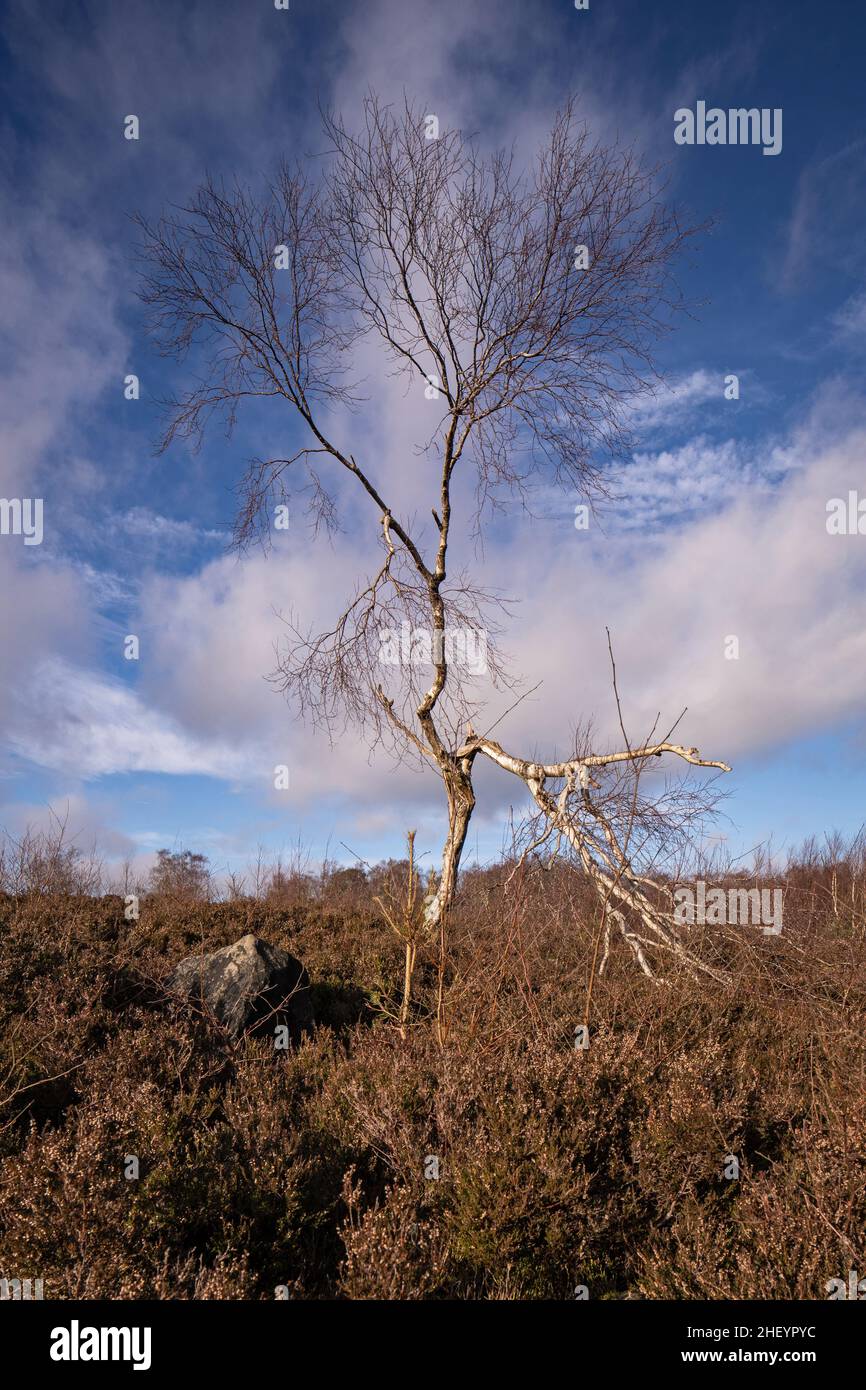 Windswept birch tree hi-res stock photography and images - Alamy