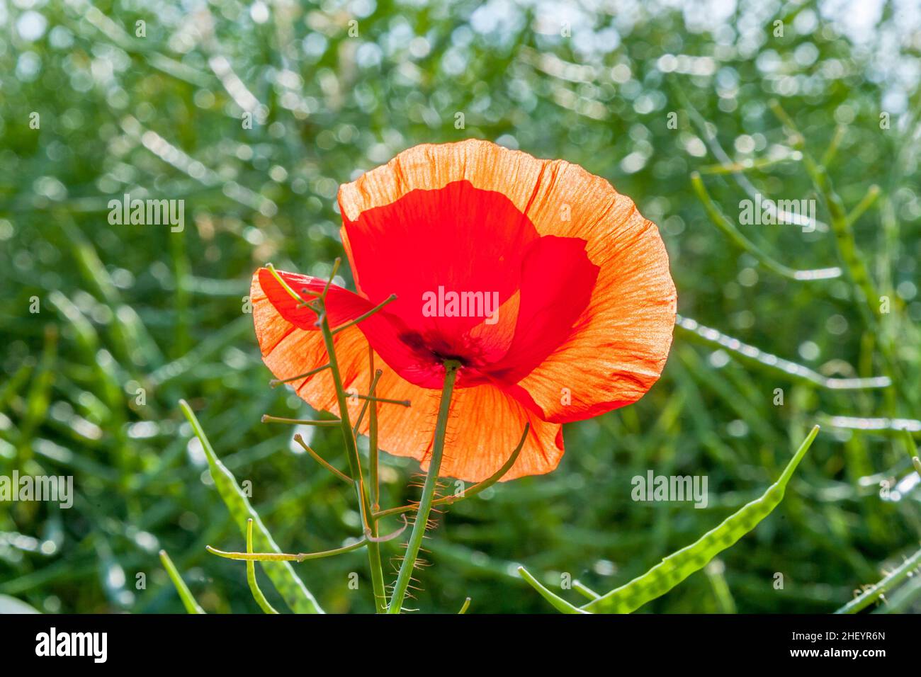 Poppy flower in detail hi-res stock photography and images - Alamy