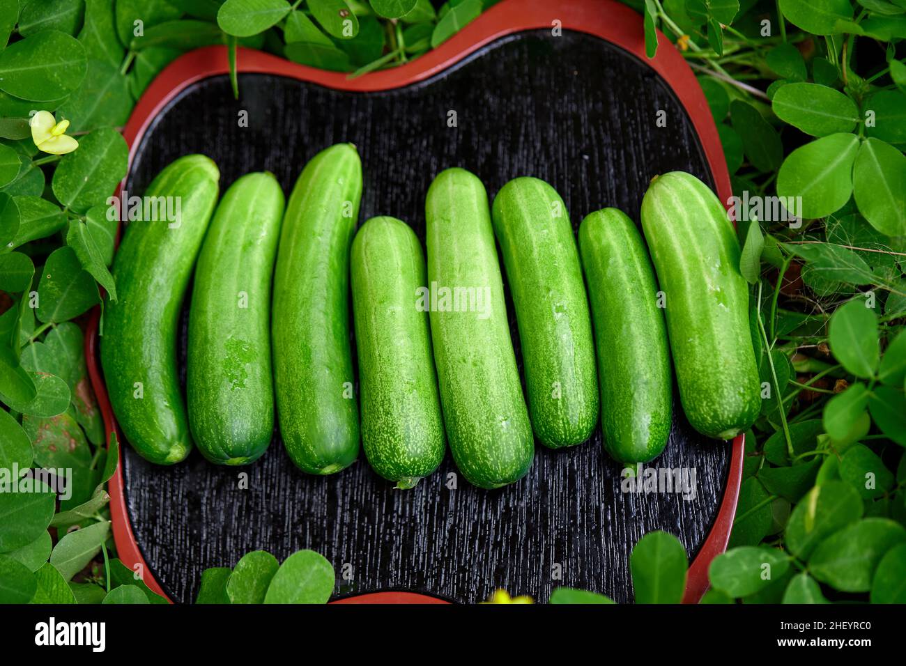 Cucumber fruit hi-res stock photography and images - Alamy