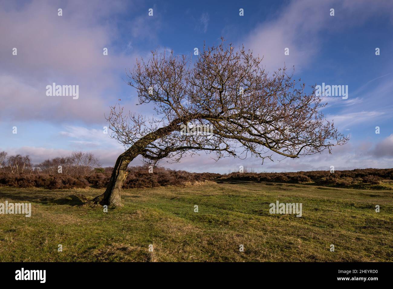 Windswept birch tree hi-res stock photography and images - Alamy