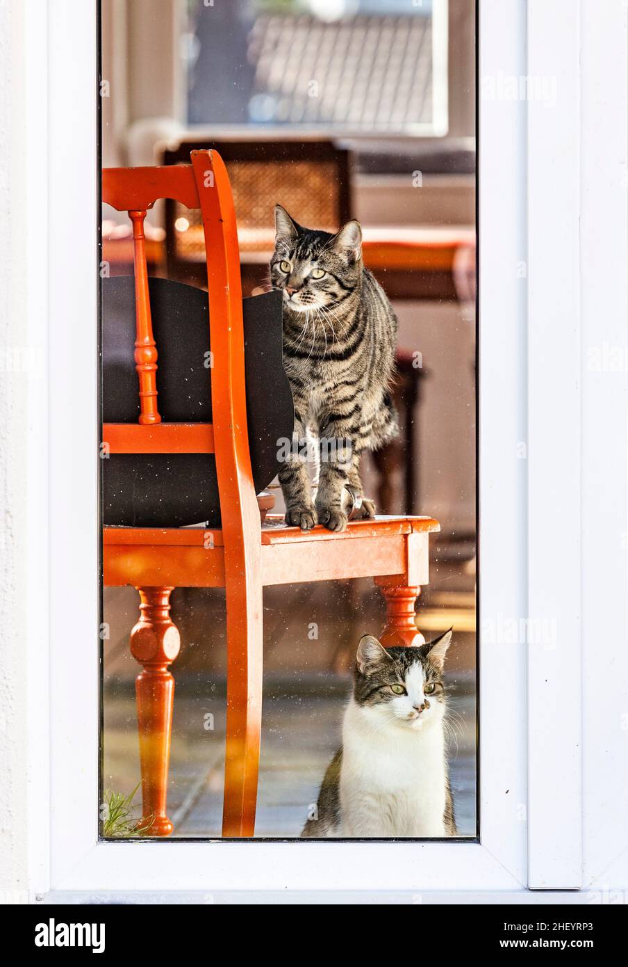 cute cats wait behind the door for getting the door opened Stock Photo ...