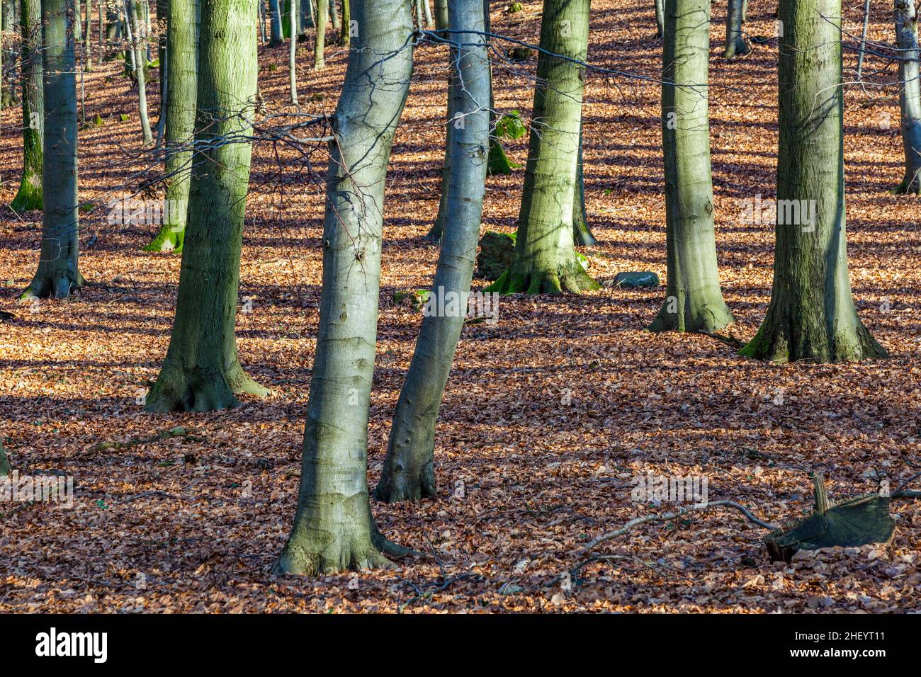 structure of forest in wintertime with leaves in indian summer colors ...