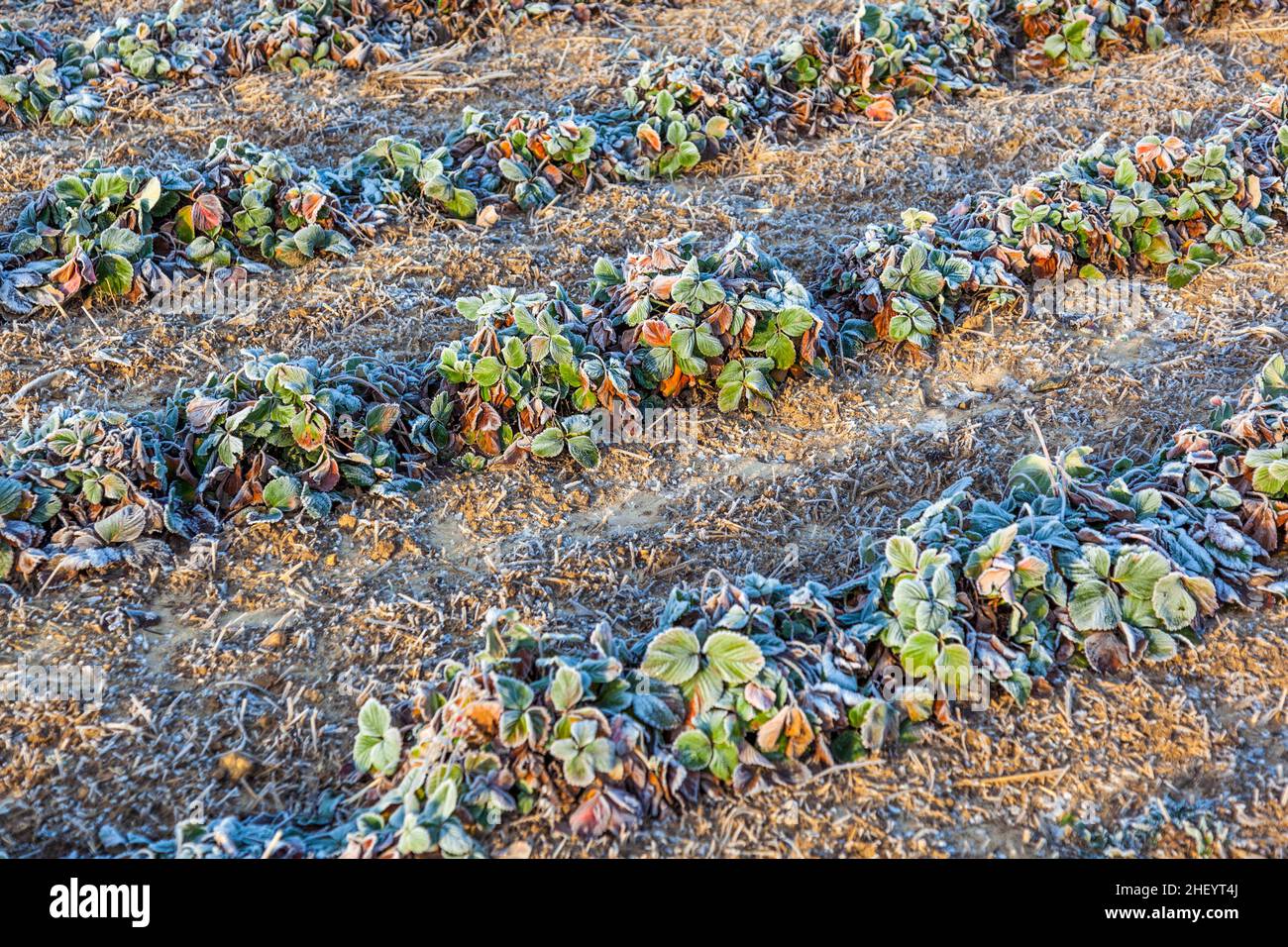 frozen strawberry plants in winter with hoar frost Stock Photo - Alamy