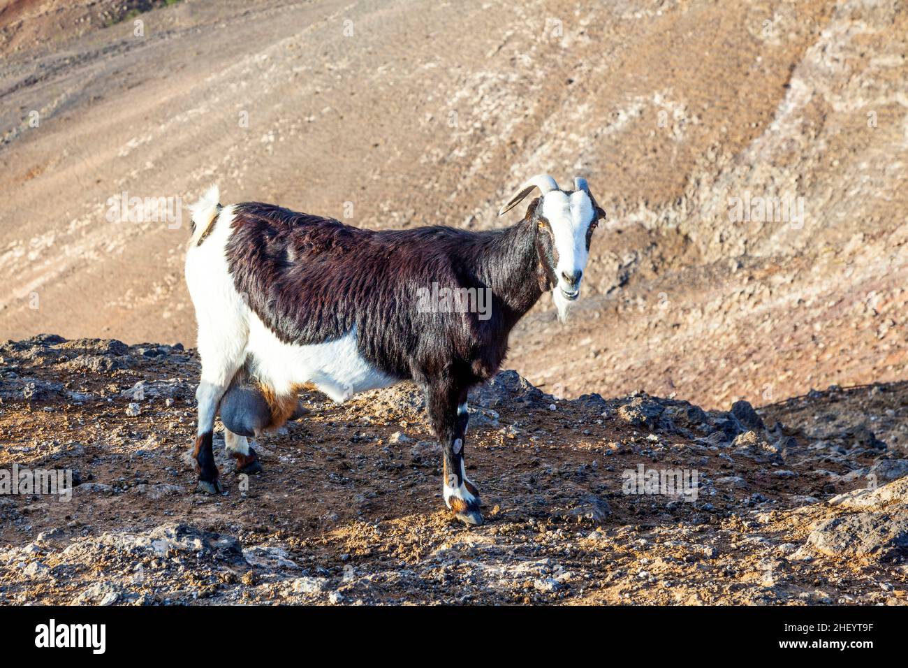 Lanzarote wildlife hi-res stock photography and images - Alamy