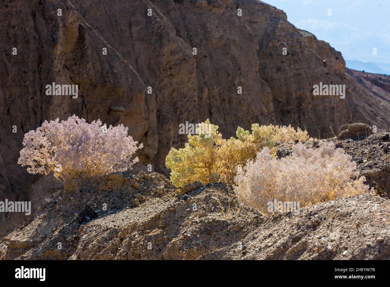 Bushes in the desert hi-res stock photography and images - Alamy