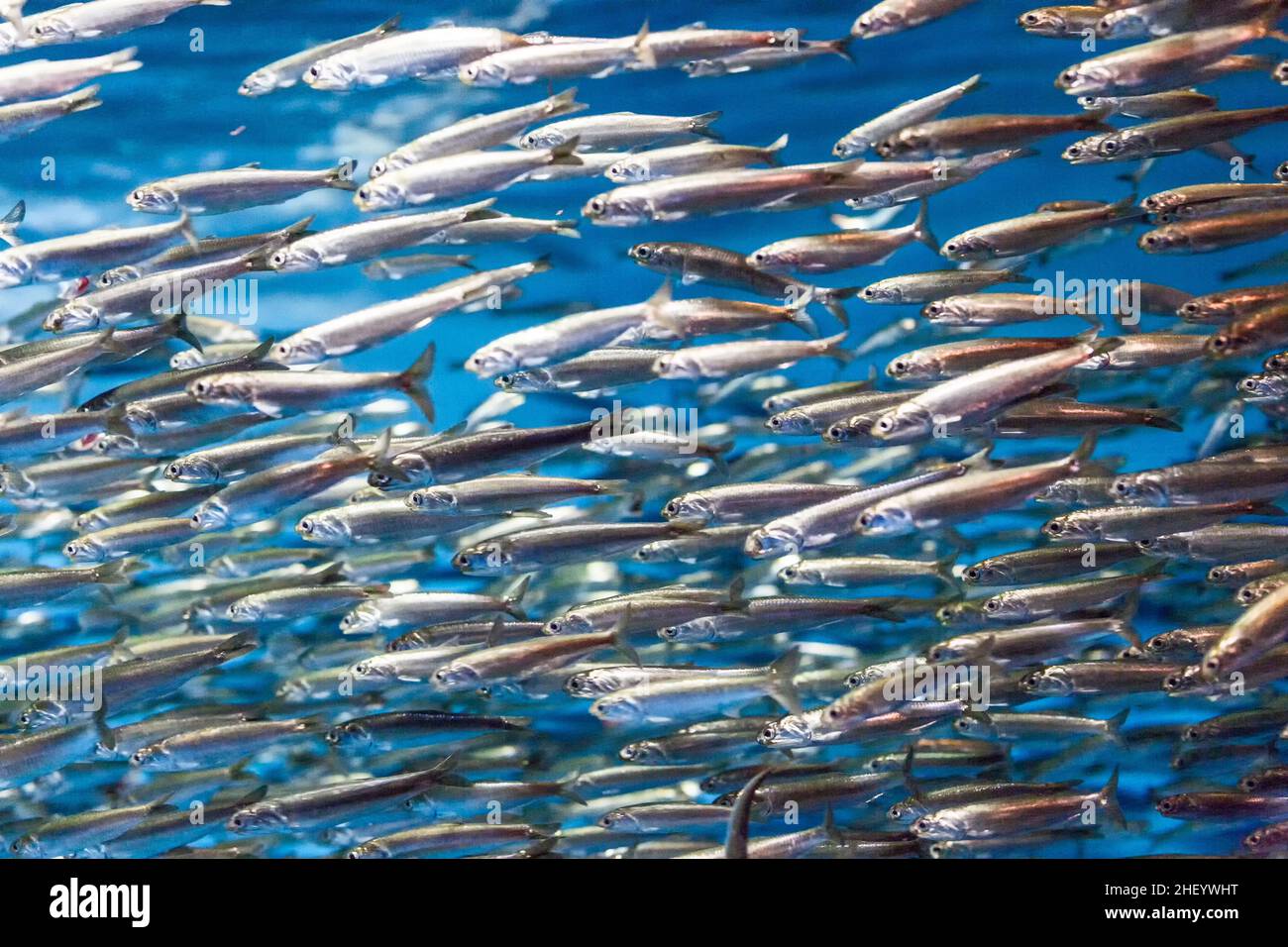 swarm of silver fishes in the blue sea Stock Photo - Alamy