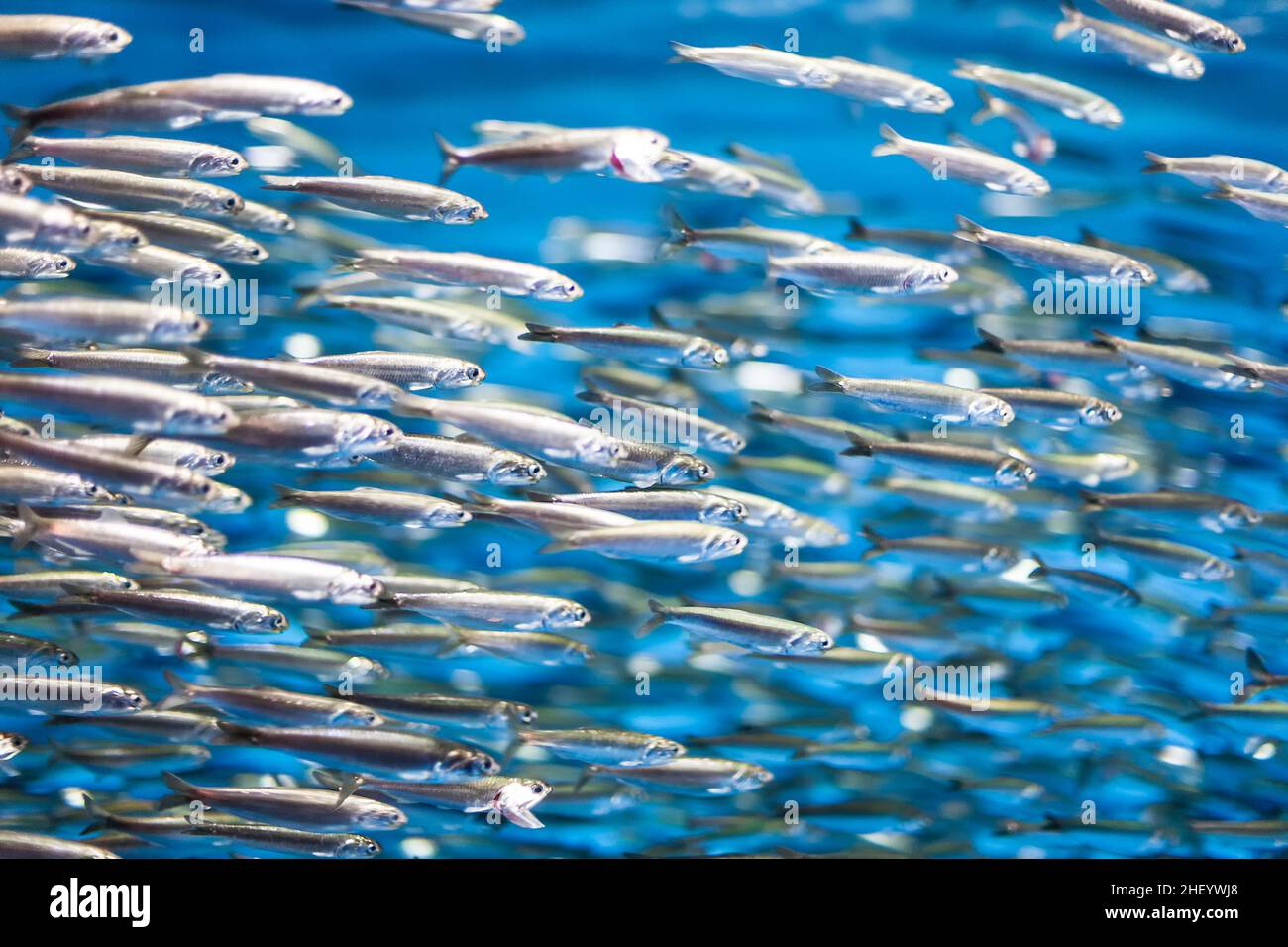 swarm of silver fishes in the blue sea Stock Photo - Alamy