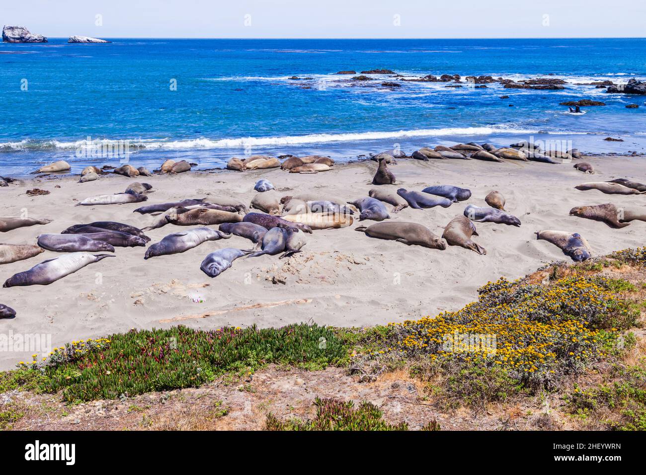 Sealions at the beach Stock Photo - Alamy