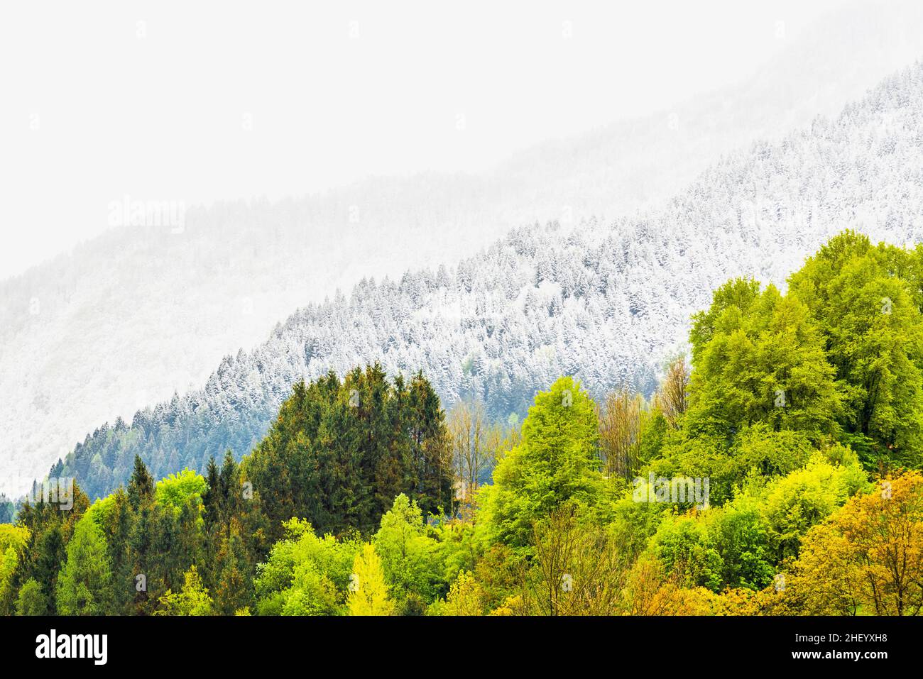 Last spring snow on the Sutrio mountains. Carnia to discover Stock Photo - Alamy