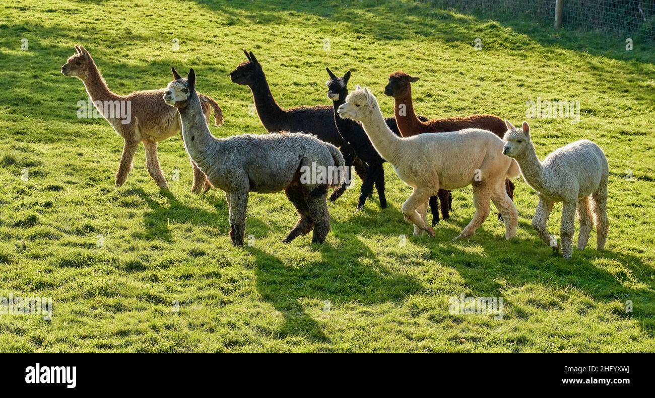 Small herd of alpaca in a Devon field Stock Photo - Alamy