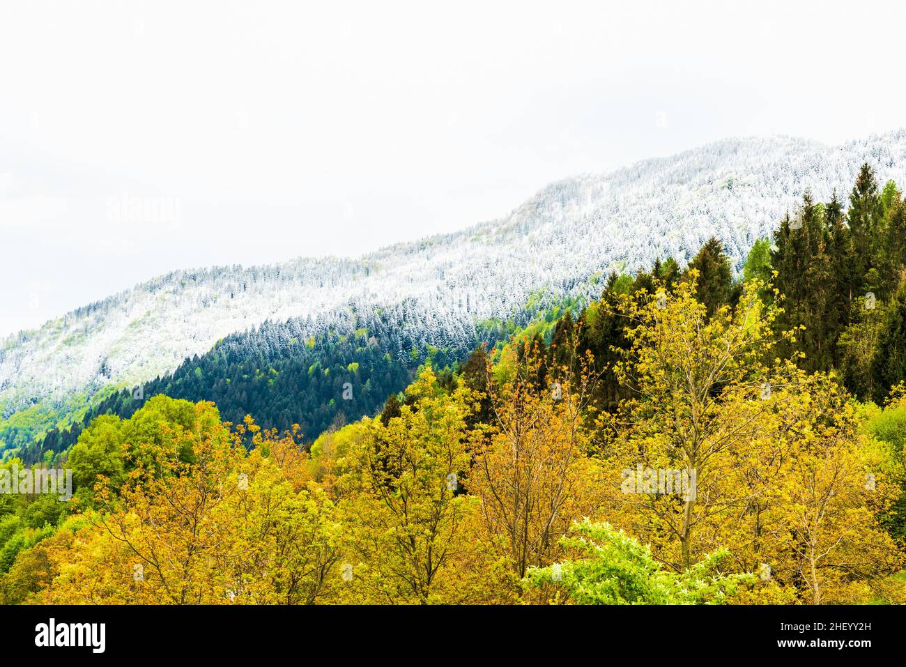 Last spring snow on the Sutrio mountains. Carnia to discover Stock Photo - Alamy