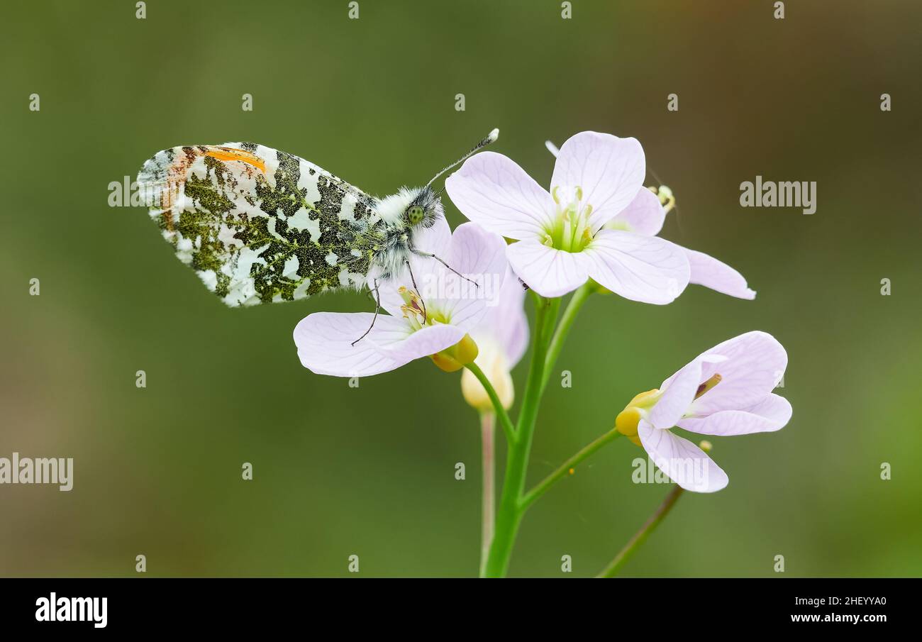 Haugh woods butterflies hi-res stock photography and images - Alamy