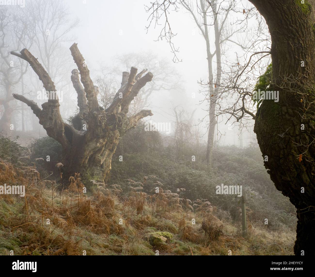 Dead truncated oak tree in morning mist at Ashton Court park Somerset ...