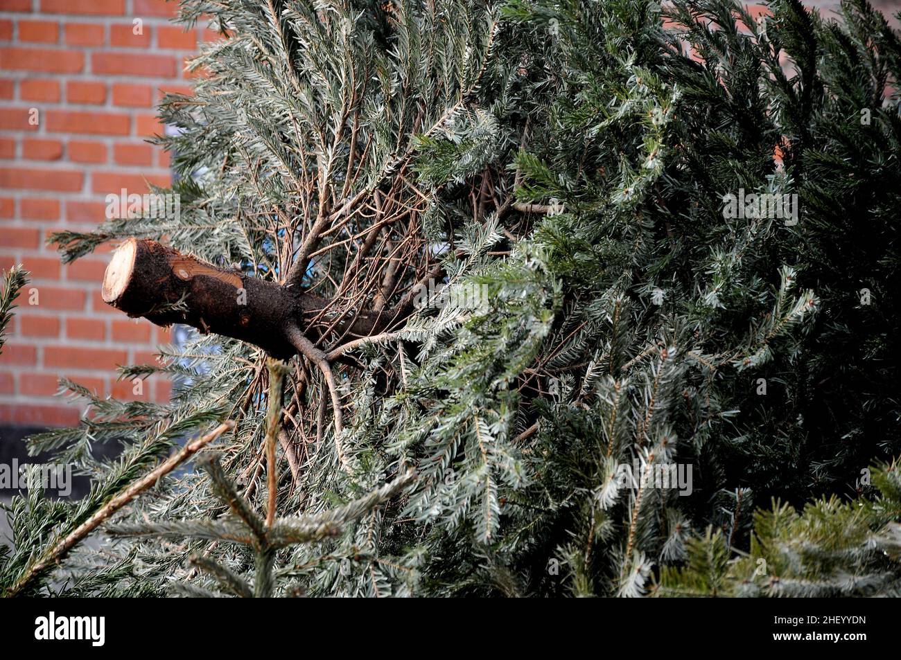 Chritsma tree hi-res stock photography and images - Alamy