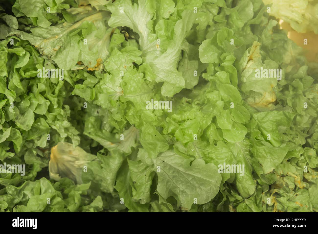 Shredded fresh leaves hi-res stock photography and images - Alamy