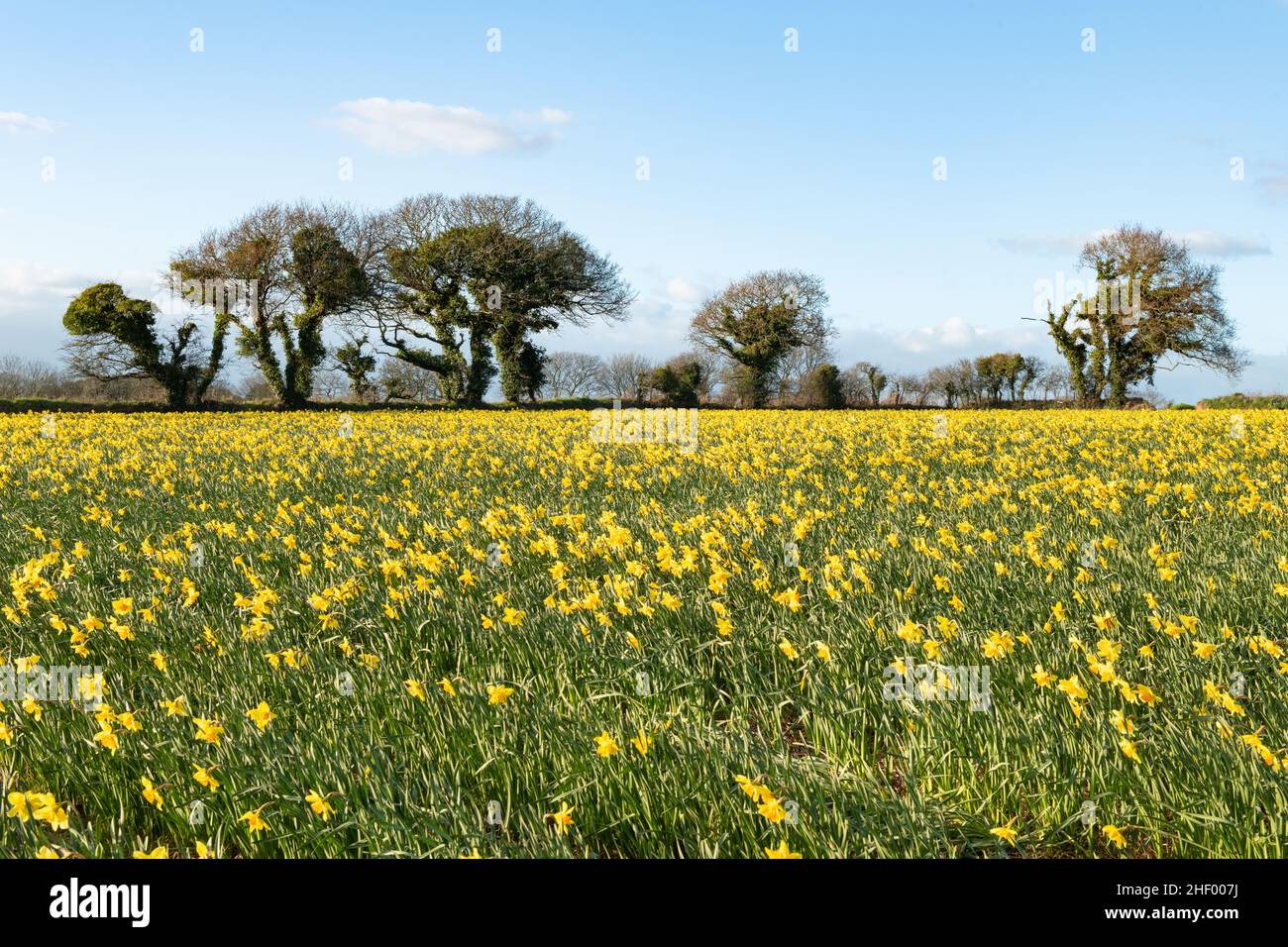 Daffodil field trinity hi-res stock photography and images - Alamy