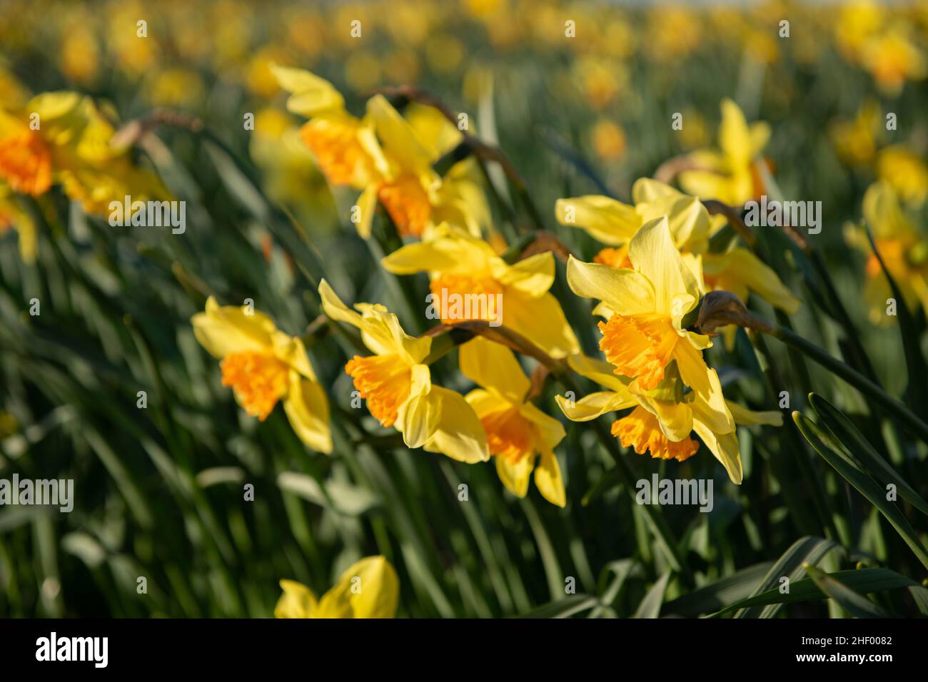 Field trinity jersey hi-res stock photography and images - Alamy