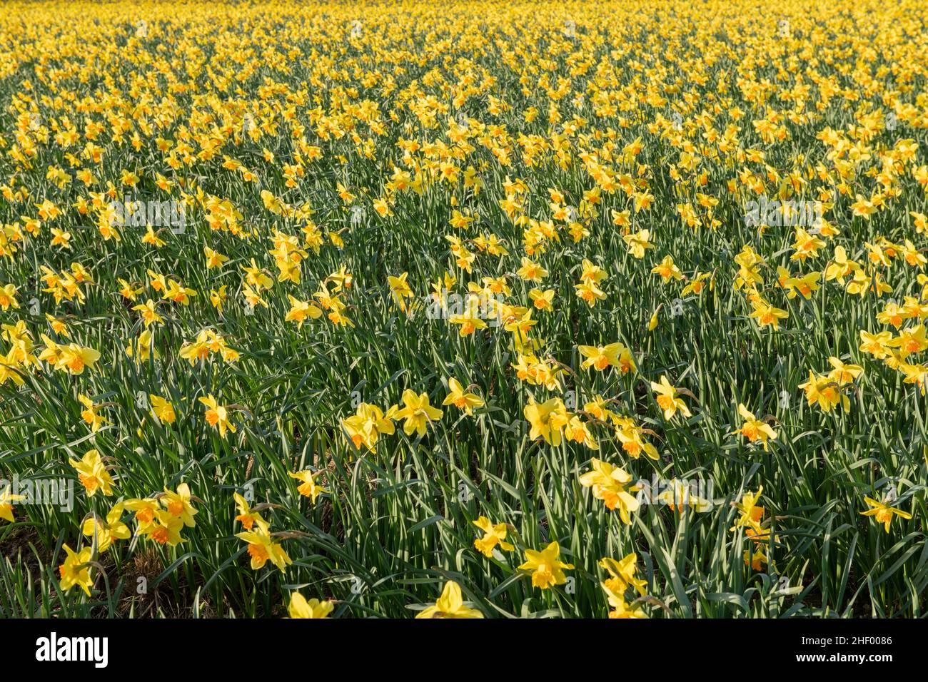 Daffodil field trinity hi-res stock photography and images - Alamy