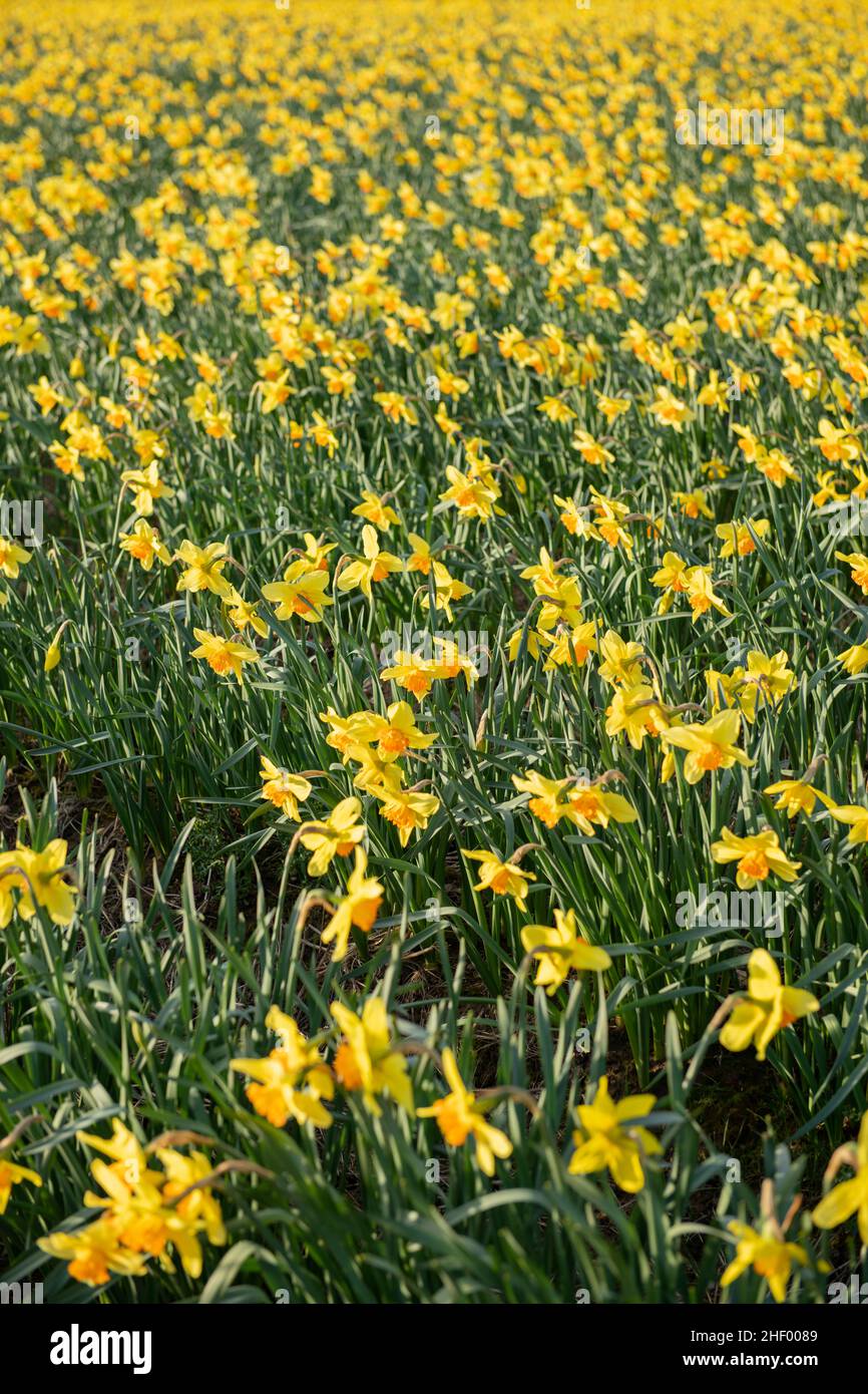 Daffodil Field, Trinity, Jersey, Channel Islands, Spring Flowers ...
