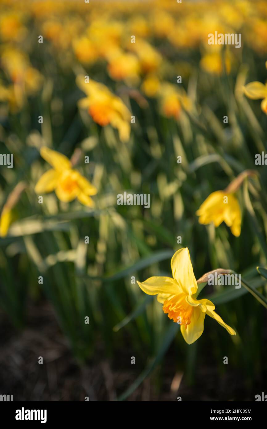 Daffodil field trinity hi-res stock photography and images - Alamy