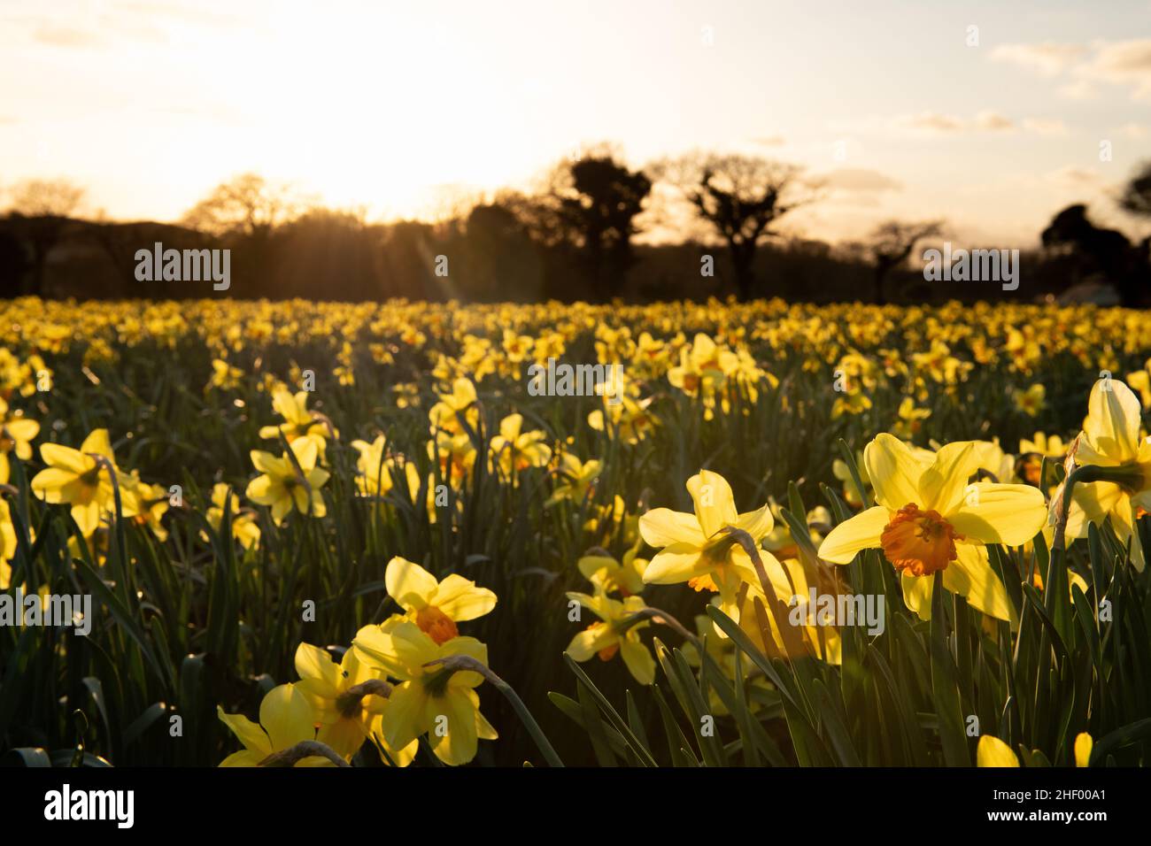 Field trinity jersey hi-res stock photography and images - Alamy