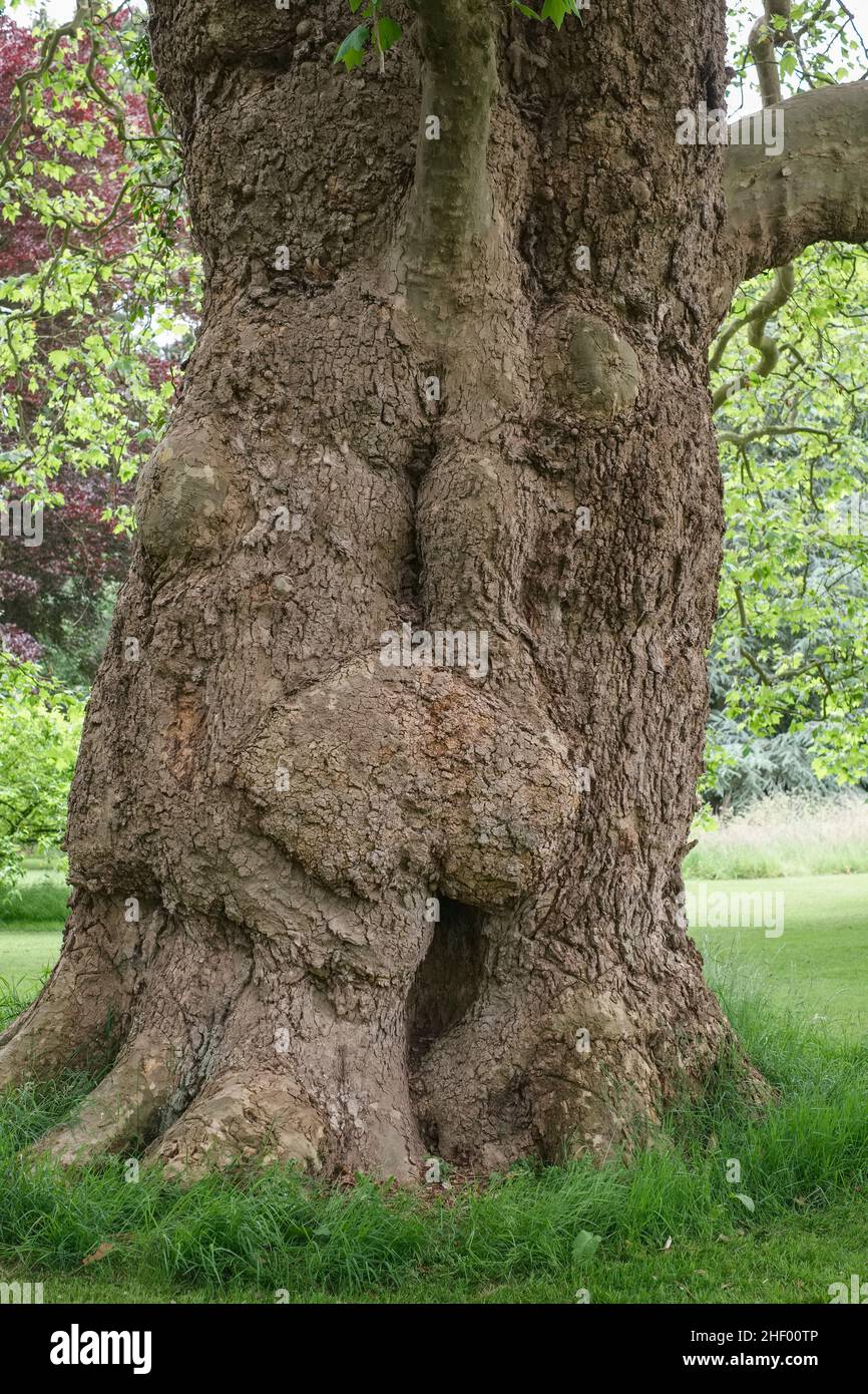 Platanus orientalis, Oriental Plane Tree West Lexham Gardens Norfolk UK ...