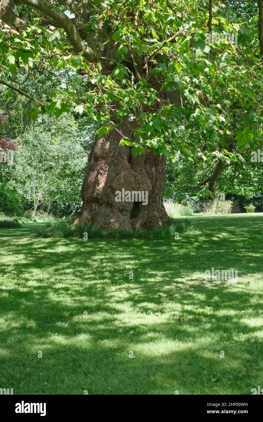 Oriental plane tree hi-res stock photography and images - Alamy