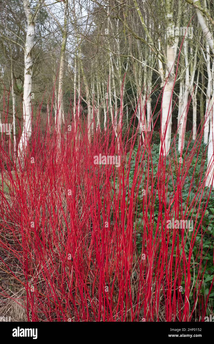 Betula Utilis Jacquemonti and Cornus in Winter Old Vicarage Gardens ...