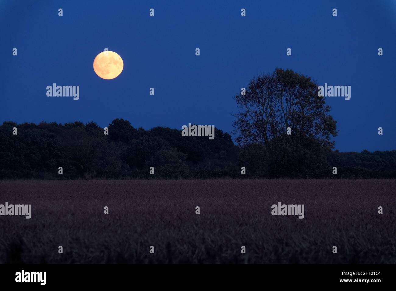 Full Moon rising over farmland Norfolk UK Stock Photo - Alamy