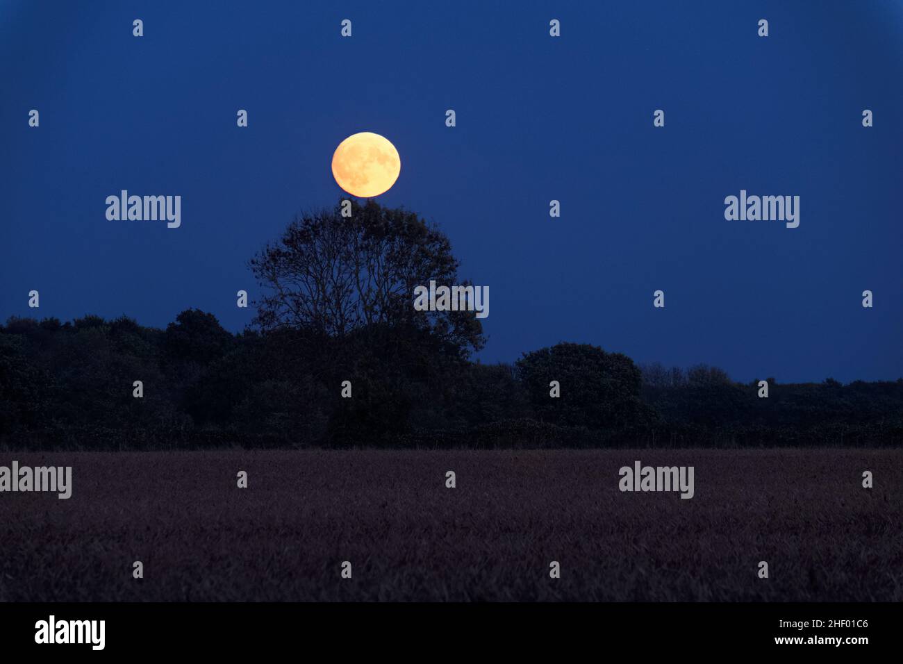 Full Moon rising over farmland Norfolk UK Stock Photo - Alamy