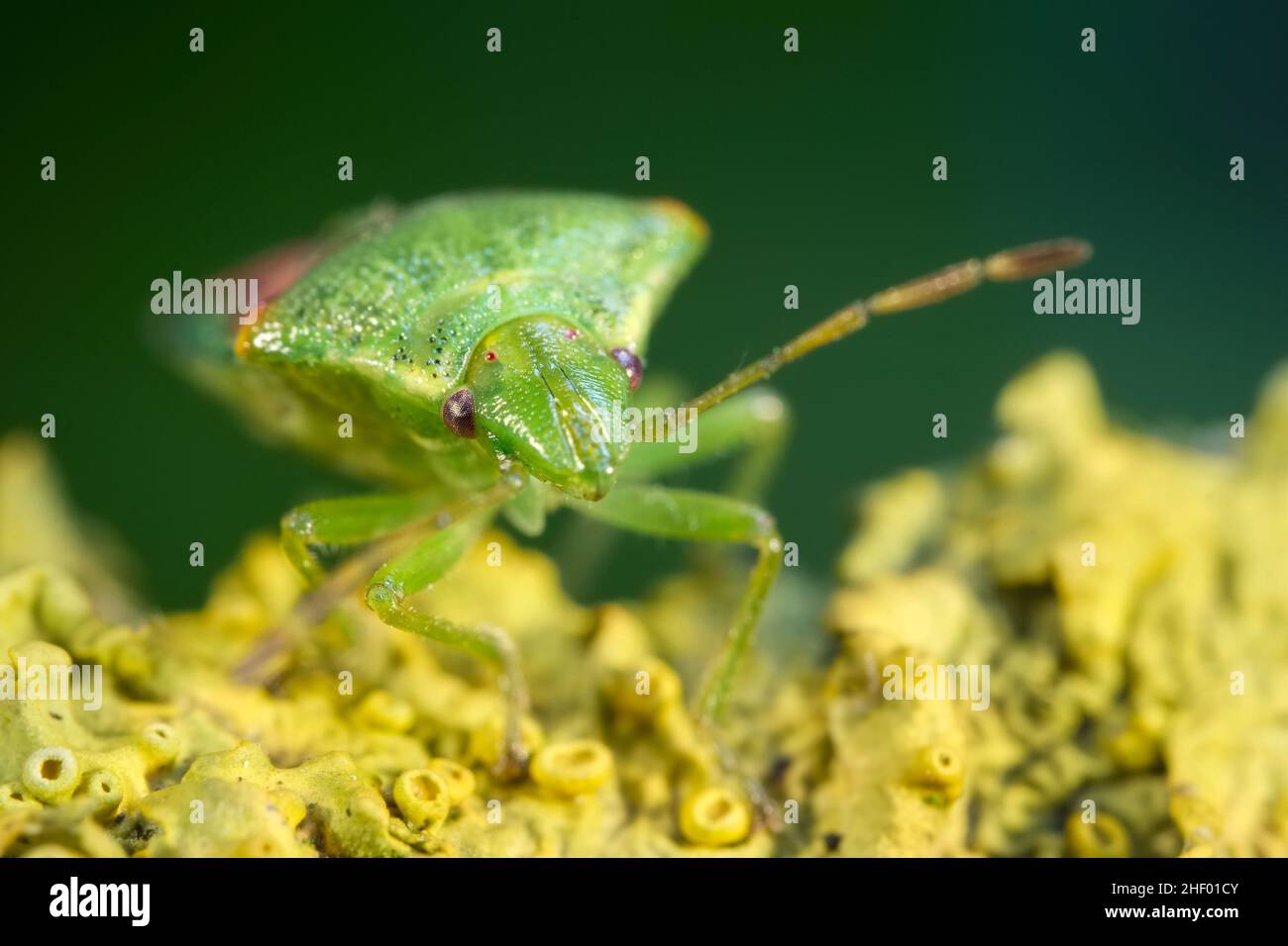 Insect nature norfolk hi-res stock photography and images - Alamy