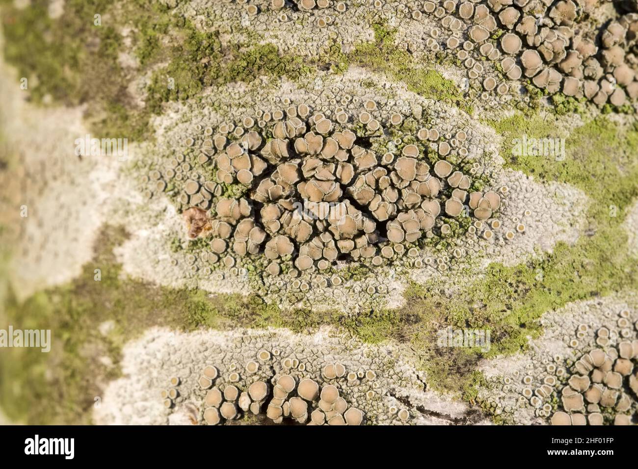 Crustose Lichens on Rowan Tree Trunk with fruiting bodies apothecium ...