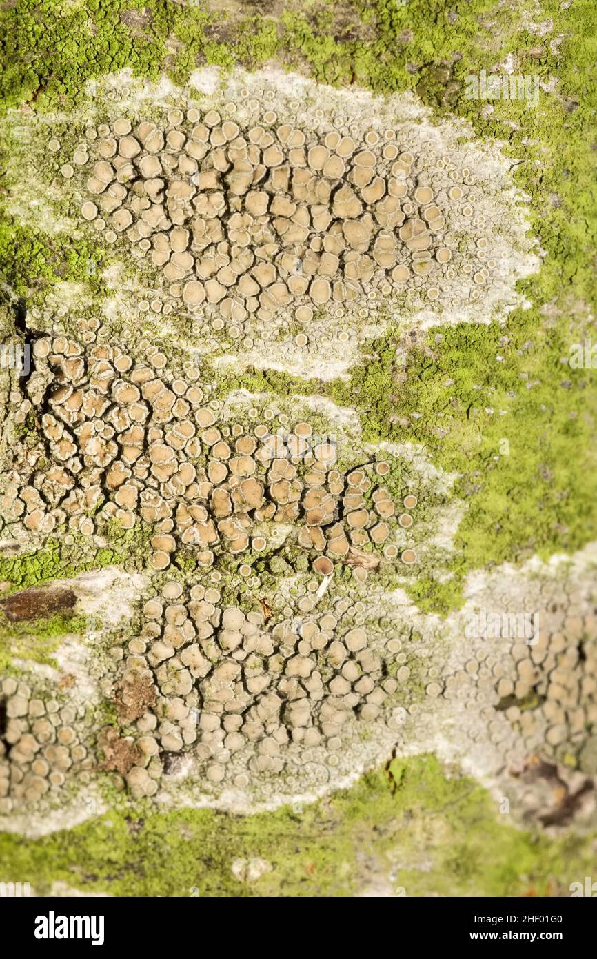 Crustose Lichens on Rowan Tree Trunk with fruiting bodies apothecium ...