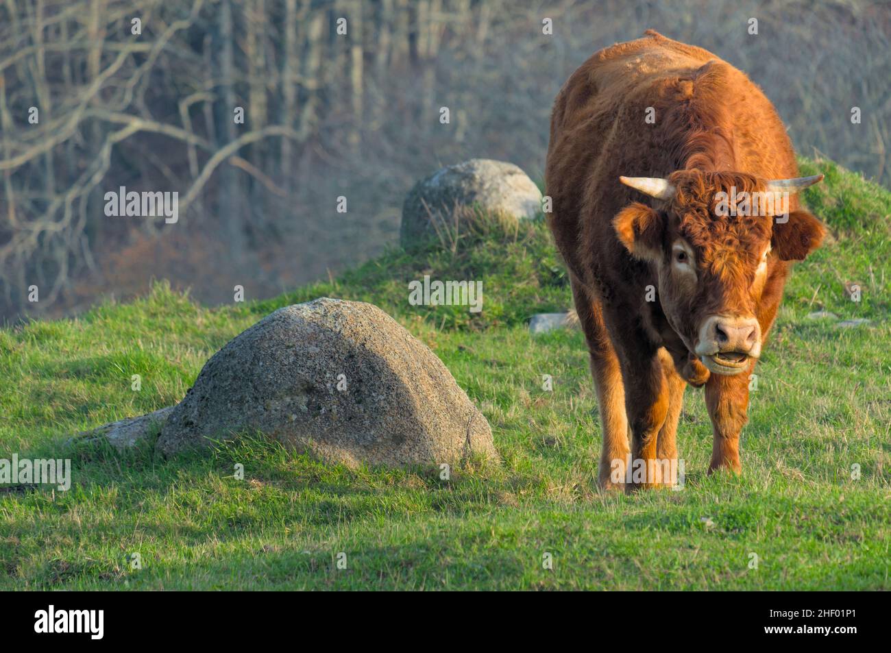 Brown cow in Algarve Fields, Portugal Stock Photo - Alamy