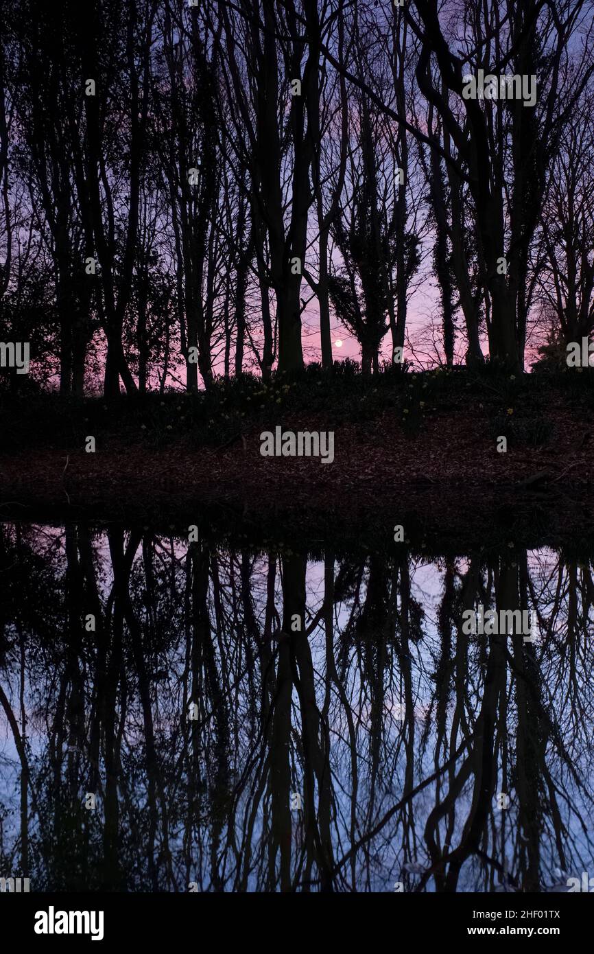 Moon rising through trees hi-res stock photography and images - Alamy