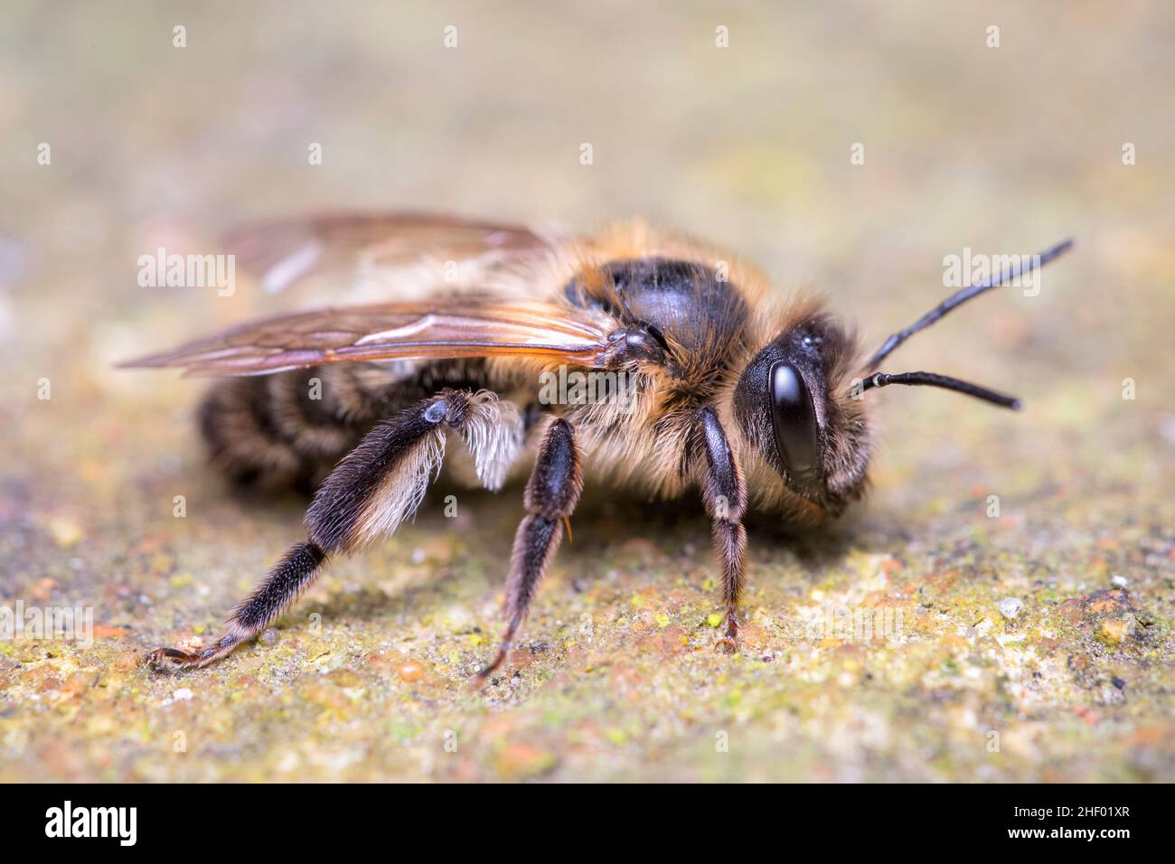 Mining bee uk hi-res stock photography and images - Alamy
