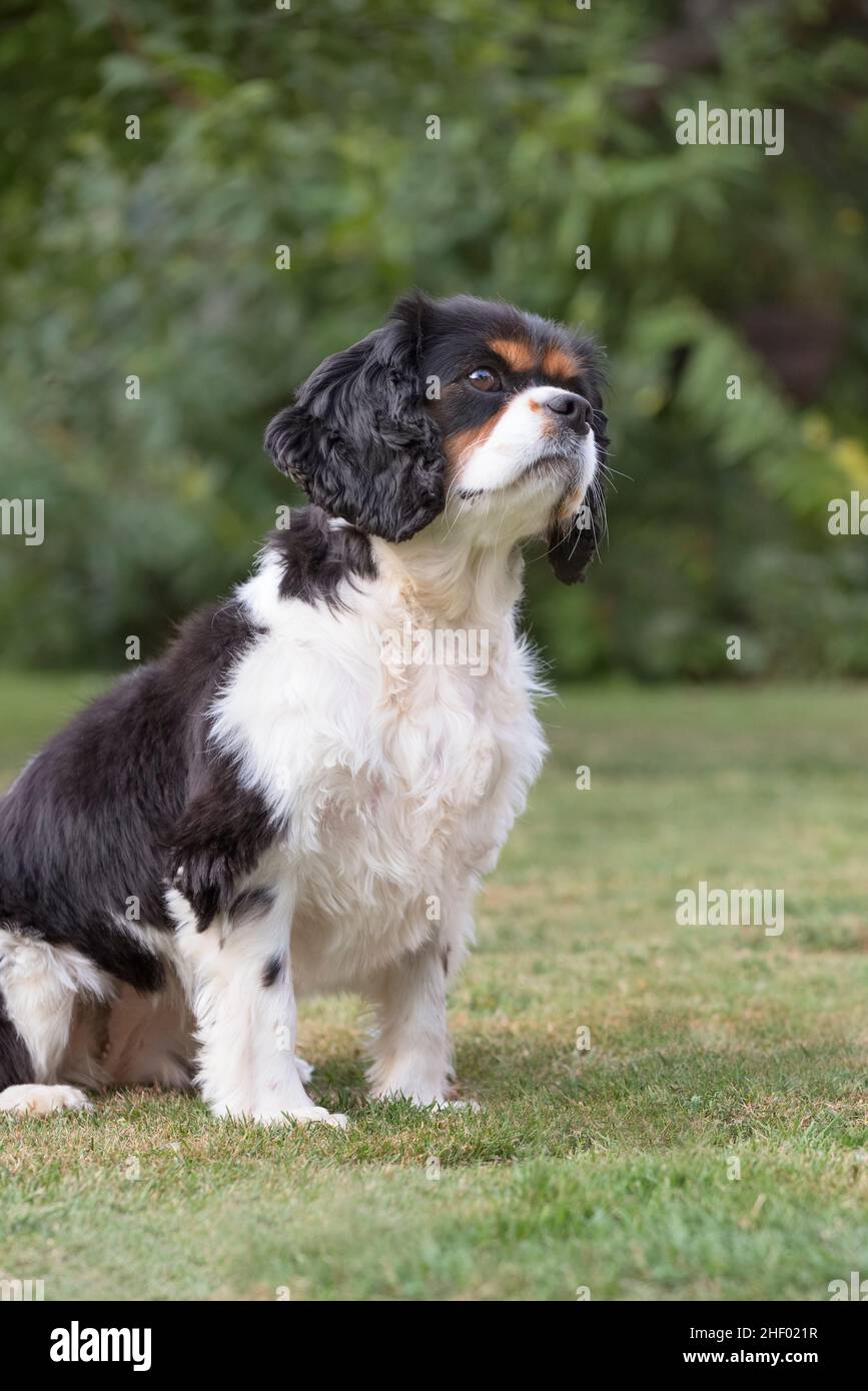 Cavalier King Charles Spaniel Norfolk UK Stock Photo - Alamy