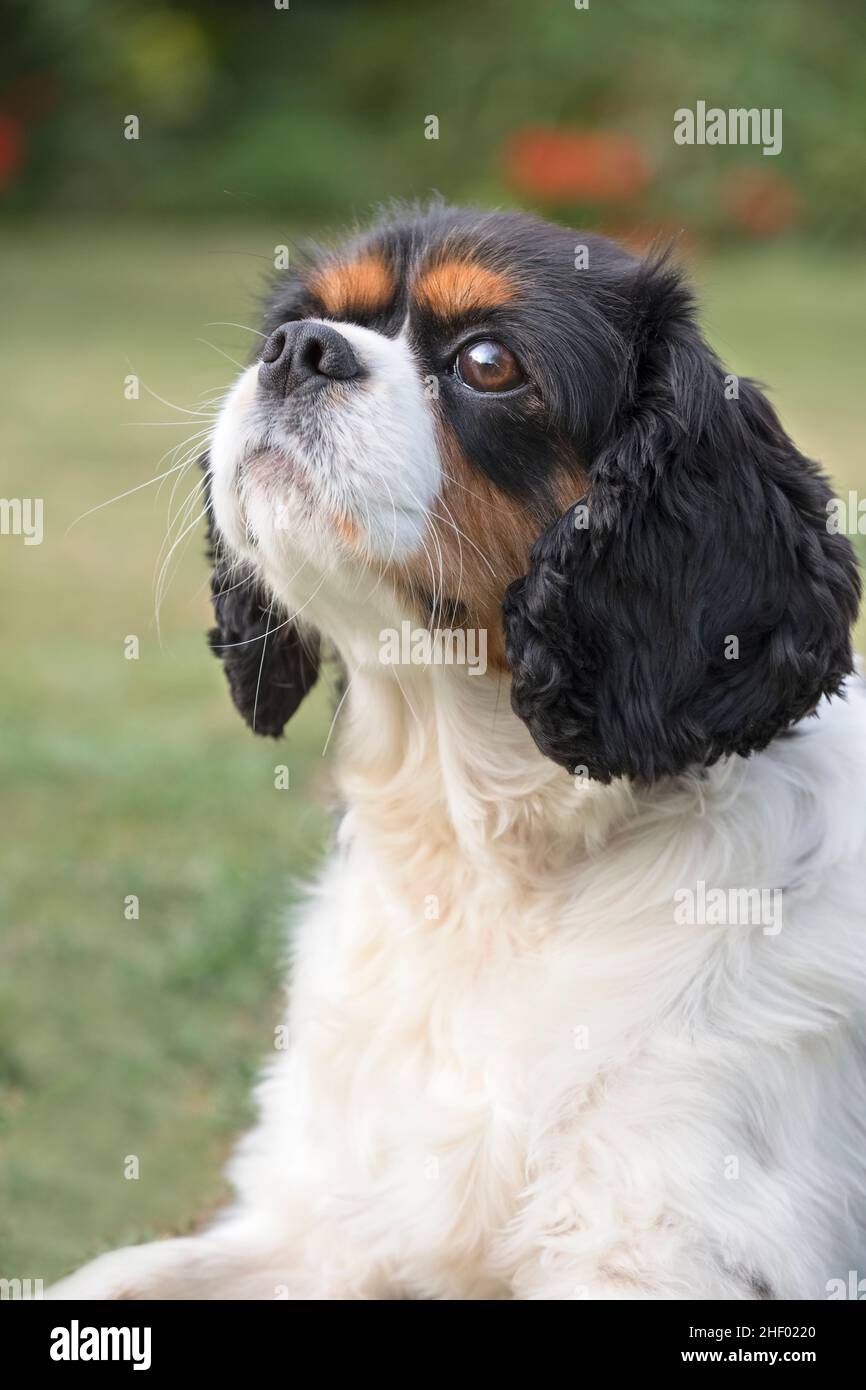 Cavalier King Charles Spaniel Norfolk UK Stock Photo - Alamy