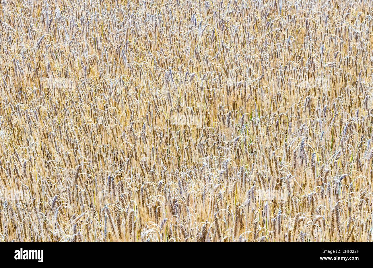 pattern of ripe corn in corn field in detail - health symbol Stock ...