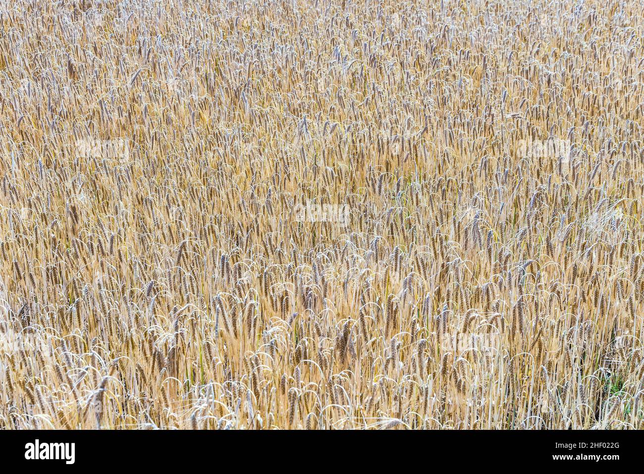 pattern of ripe corn in corn field in detail - health symbol Stock ...