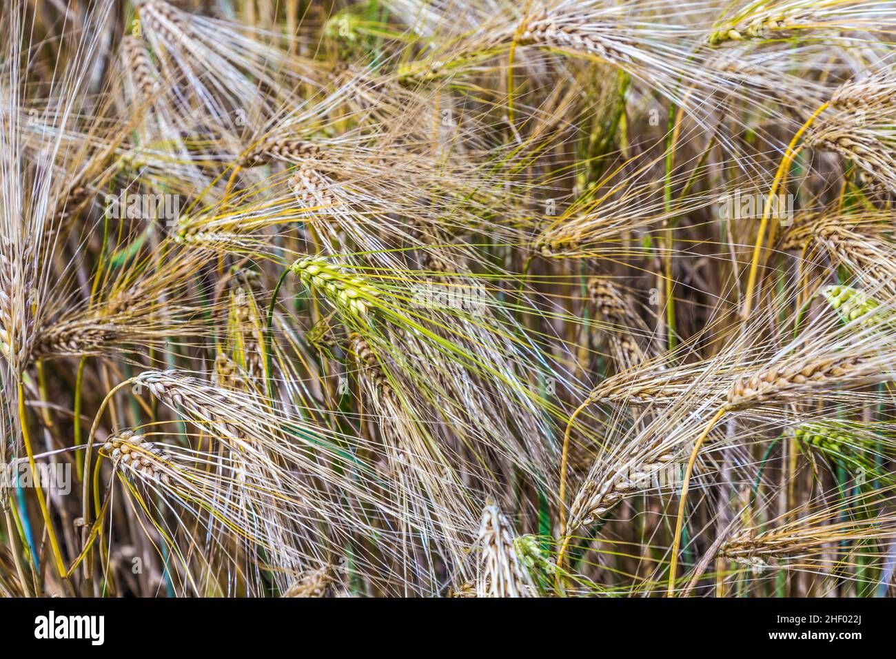 pattern of ripe corn in corn field in detail - health symbol Stock ...